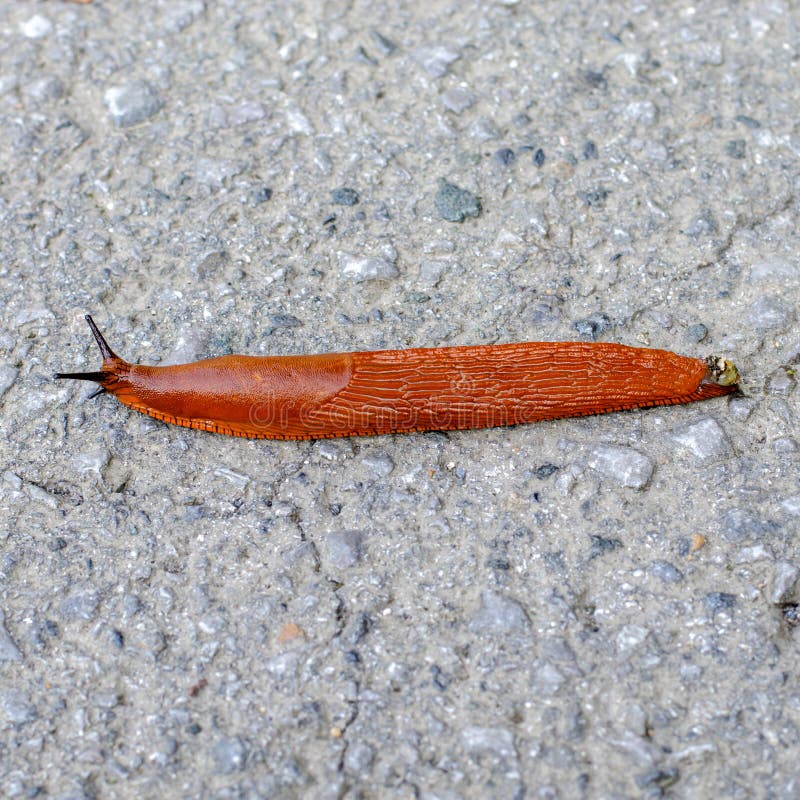 Brown Slug on the Road in Germany Stock Photo - Image of road, crawl ...