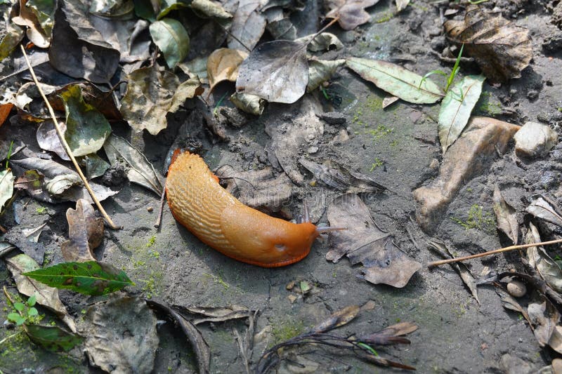 Brown Slug Running Across the Garden Floor Stock Photo - Image of eggs ...