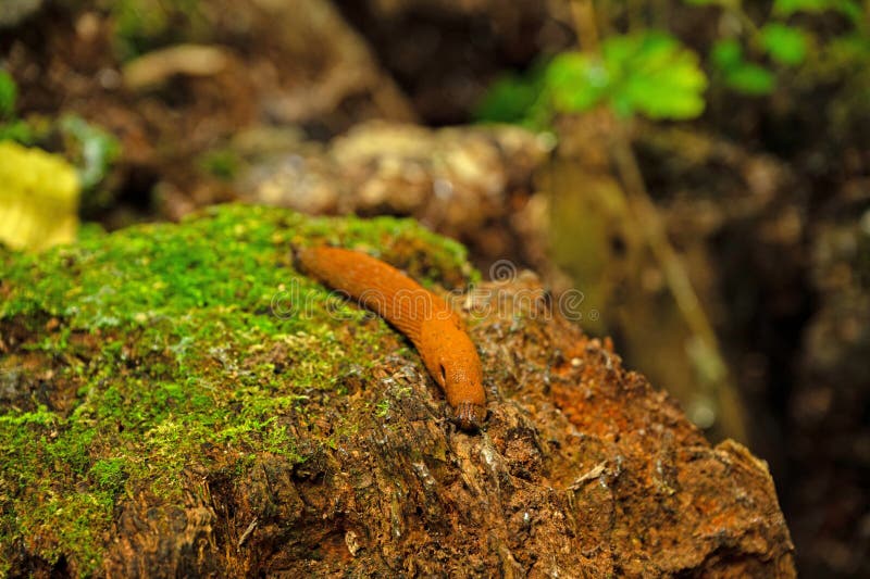 Brown Slug on a Tree Trunk in a Forest Stock Image - Image of garden ...
