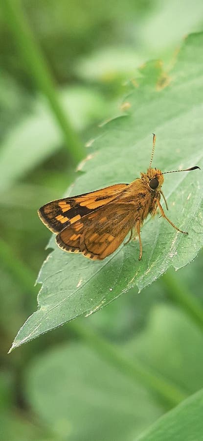 A small butterfly stock photo. Image of small, work - 122658566