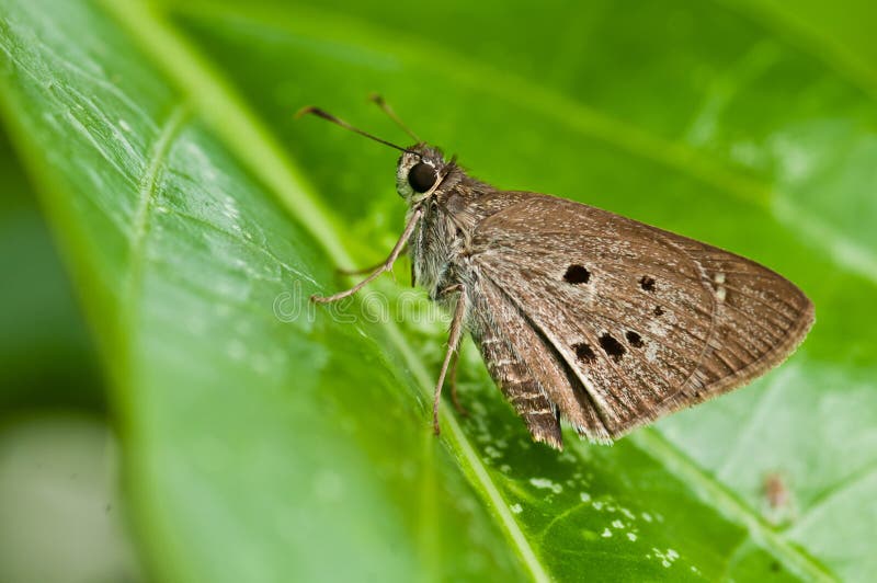 Brown Small Butterfly on Flower Stock Photo - Image of decoration ...