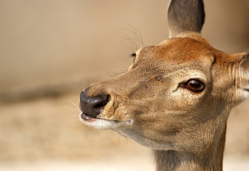 Brown small deer stock image. Image of rural, cute, nature - 36658327