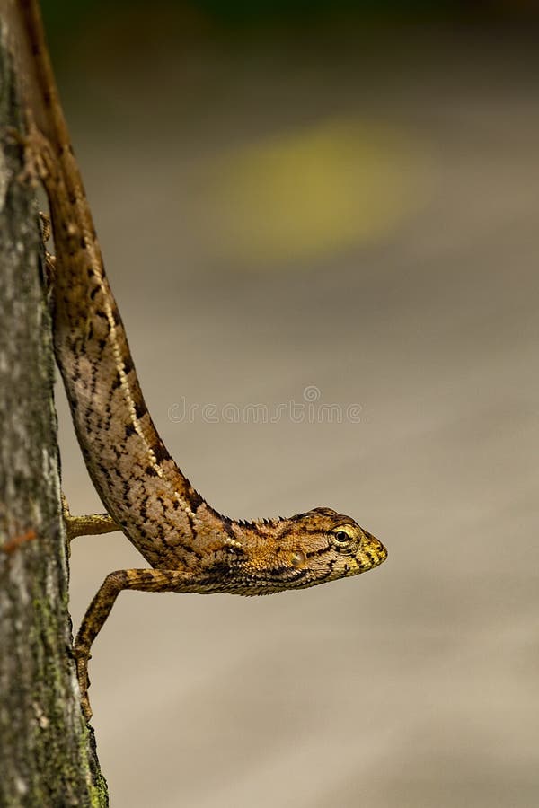 Brown Small Lizard Head Down Stock Photo - Image of head, brown: 87954632