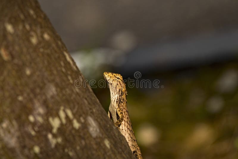 Brown small lizard head up stock photo. Image of tree - 87954466
