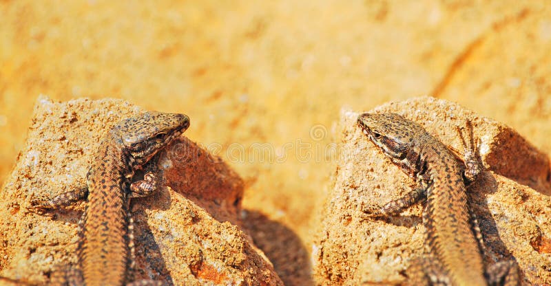 Brown Small Lizard In Mirror Stock Photo - Image of yellow, details ...