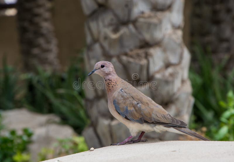 Brown small pigeon stock image. Image of park, bird, birds - 74757423