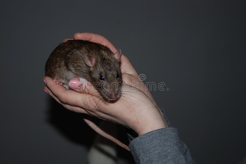 Brown small rat stock image. Image of pink, small, brown - 215972101