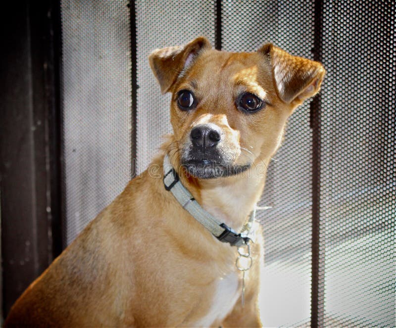 2,143 Brown Dog Floppy Ears Stock Photos - Free & Royalty-Free Stock ...