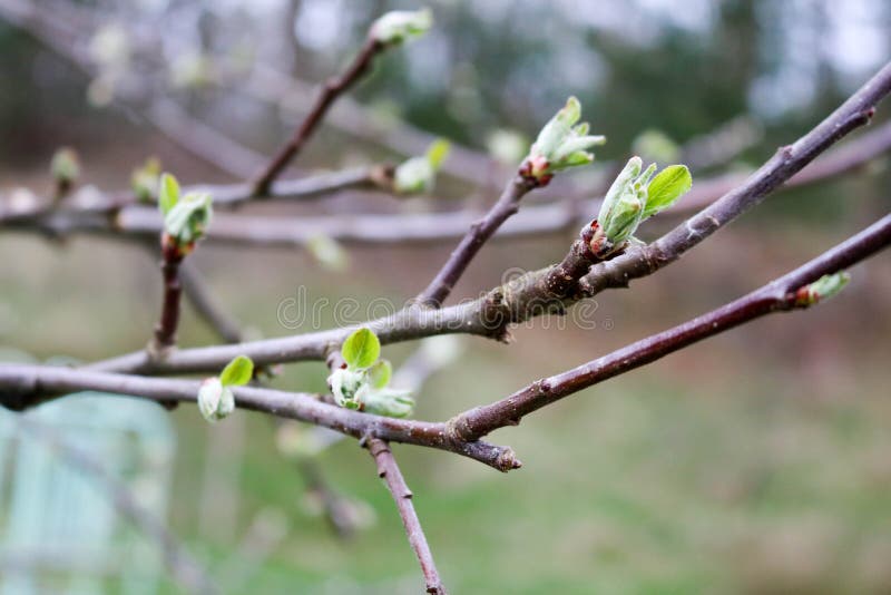 Brown Small Thin Twig of Apple Tree with Buds and Budding Green Leaves ...