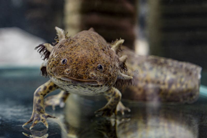 Brown Smiling Axolotl Looking at the Camera Stock Photo - Image of gill ...