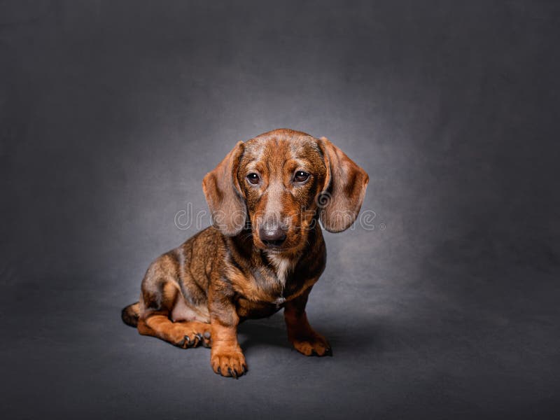 Brown Smooth-haired Dachshund Sitting in a Studio. Stock Photo - Image ...