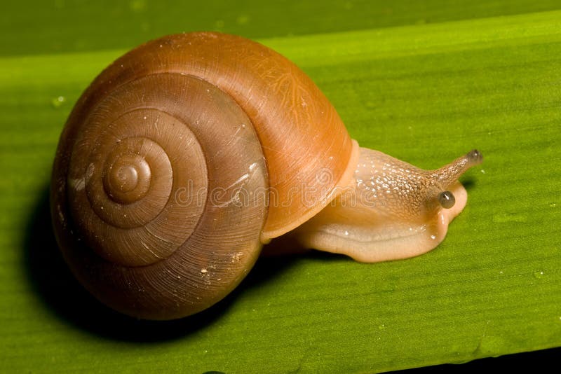 Brown Snail stock photo. Image of snail, wildlife, garden - 160156