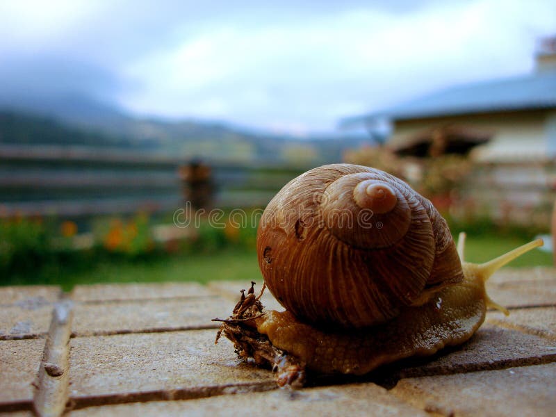Brown Snail Picture. Image: 83061046