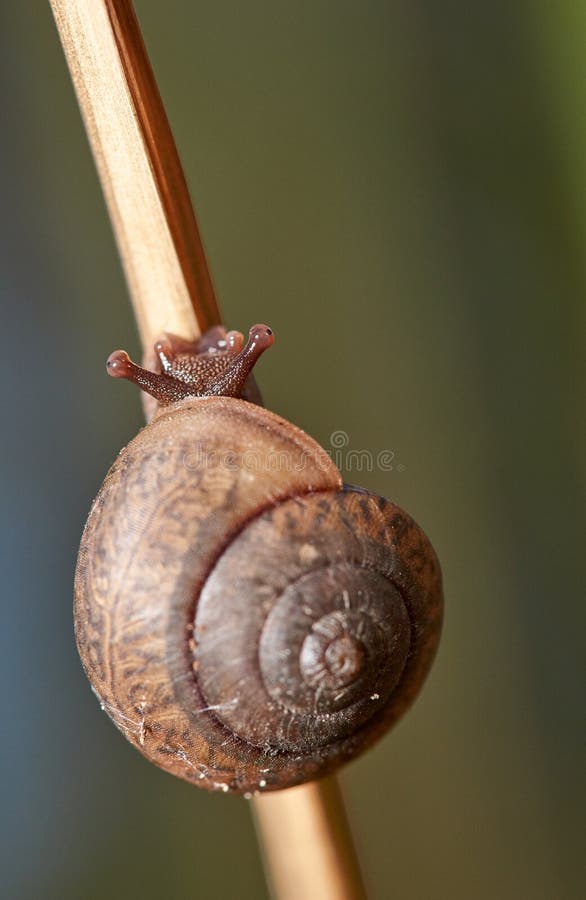 Brown Snail Climbing Stick. Stock Photo - Image of focus, green: 152606460