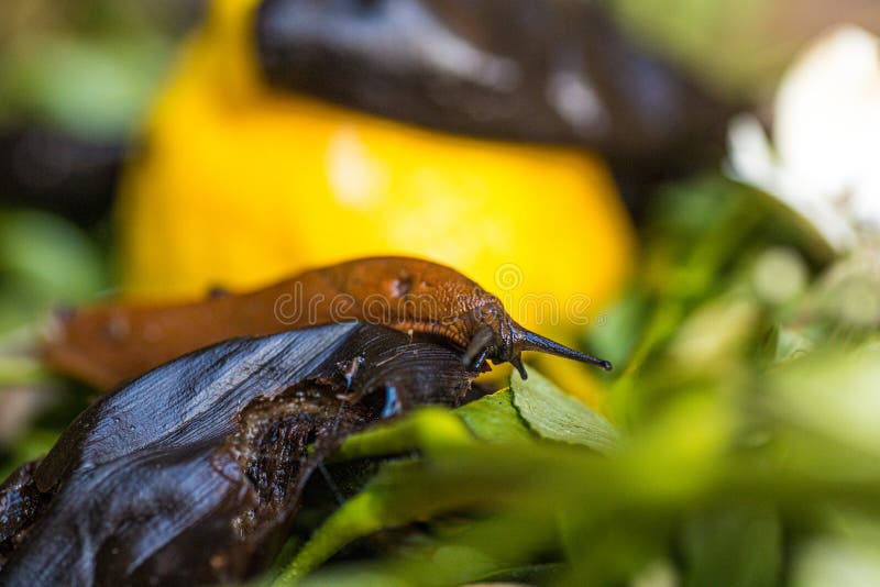 A Brown Slug on Vegetable Waste in a Composter Stock Image - Image of ...