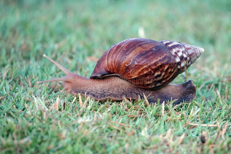 Brown snail on grass stock image. Image of shell, grass - 260017209