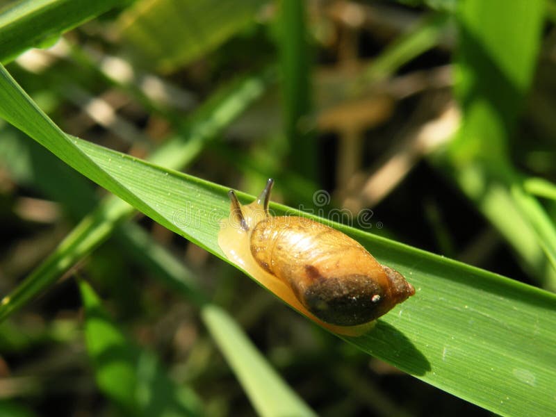 Brown Snail without Shell on Ground, Lithuania Stock Image - Image of ...