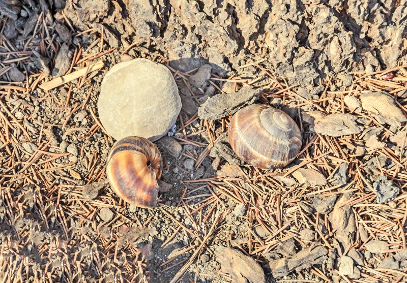 Brown Snail Shell on the Ground, Outdoor Close Up Stock Photo - Image ...