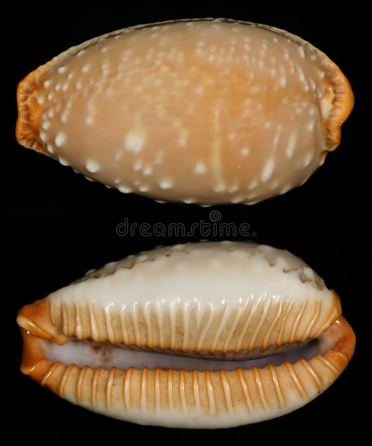 Brown Snail Shell With Naps Picture. Image: 1806755