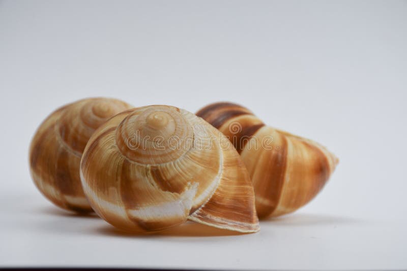 Brown Snail Shells on White Background. Stock Image - Image of life ...