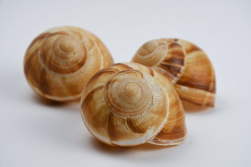 Brown Snail Shells on White Background. Stock Image - Image of ...