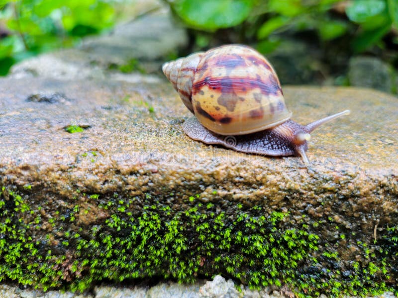 Brown Snail Walking on a Rock Stock Image - Image of texture, natural ...