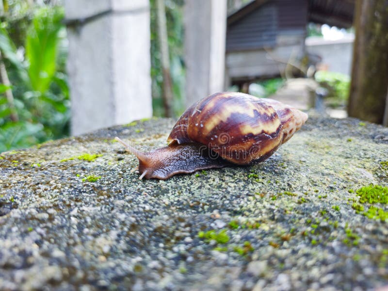 Brown Snail Walking on a Rock Stock Photo - Image of close, animals ...