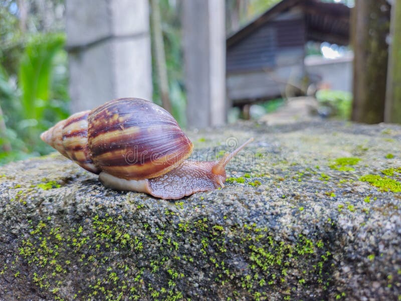 Brown Snail Walking on a Rock Stock Photo - Image of brown, beauty ...