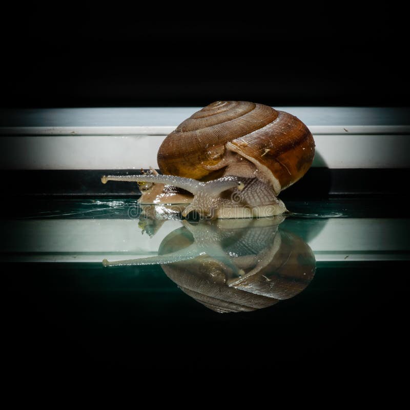 A brown snail walking stock image. Image of brown, shell - 312143717