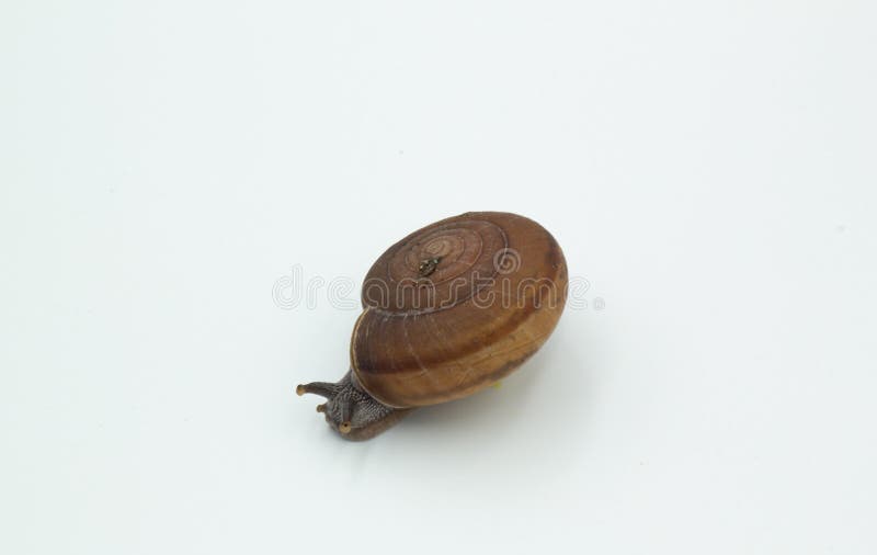 Brown Snail on White Background Stock Photo - Image of macro, snail ...