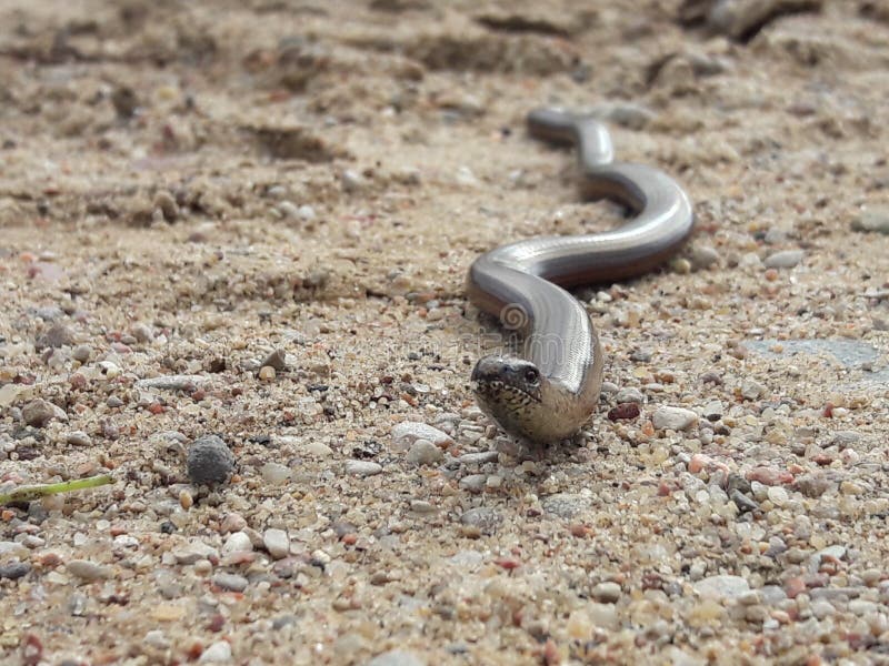 Brown Snake Anguis Fragilis Stock Photo - Image of invertebrate ...