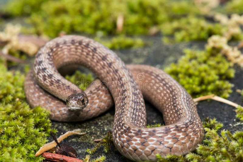 683 Juvenile Brown Snake Stock Photos - Free & Royalty-Free Stock ...