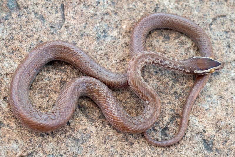 Brown Snake Coiled on Textured Rock Surface. Stock Image - Image of ...