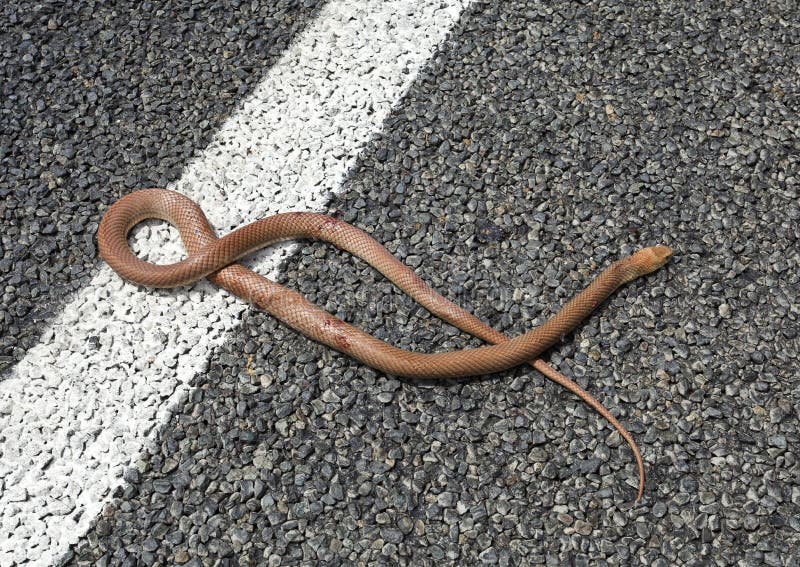 Brown Snake stock photo. Image of venomous, predator - 34662576