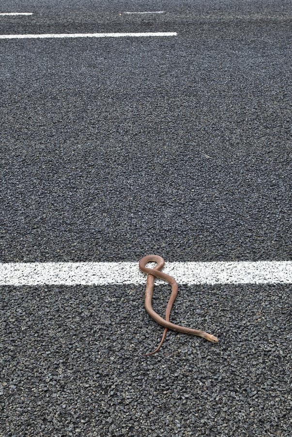 Brown Snake stock image. Image of wildlife, reptile, snake - 34662621