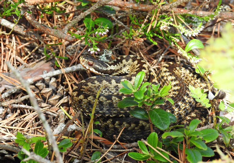 Brown Snake in Forest, Lithuania Stock Photo - Image of green, leaf ...