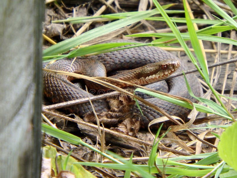 802 Brown Grass Viper Stock Photos - Free & Royalty-Free Stock Photos ...