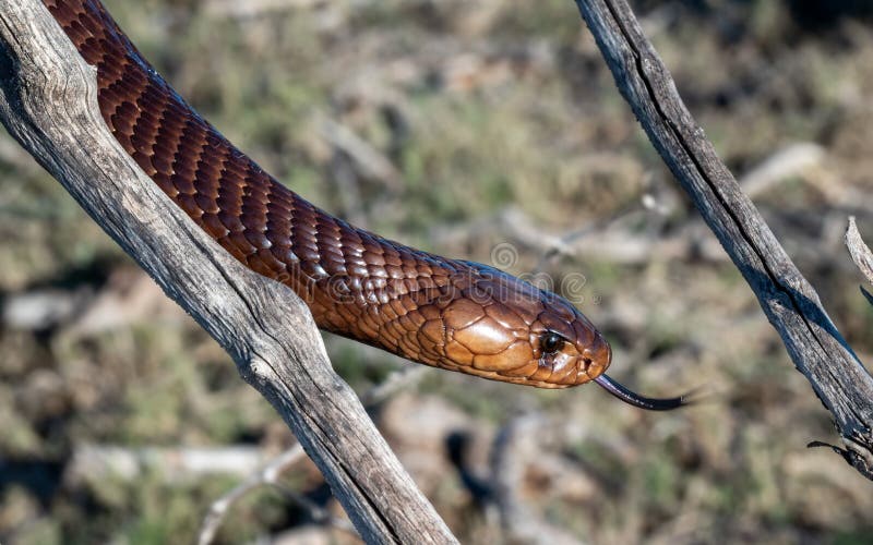 Brown Snake Slithering through Branches. Stock Image - Image of ...