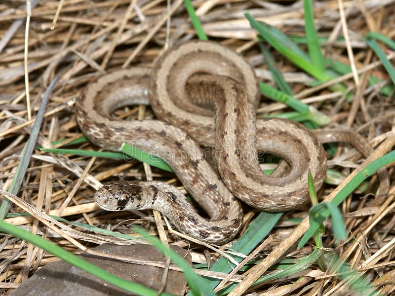 Northern Brown Snake Poisonous