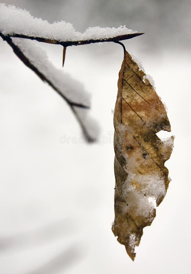 Brown snowy leaf stock image. Image of macro, leaf, close - 16709721