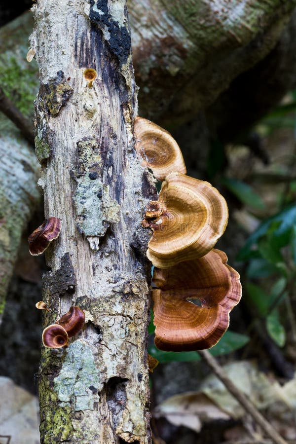 Brown Solid Mushroom stock image. Image of nature, mushroom - 27877725
