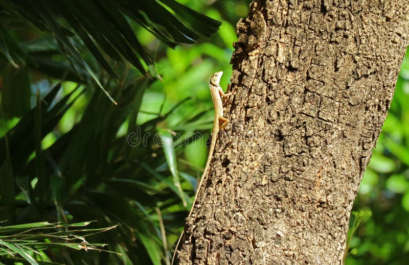 Brown Southeast Asian Chameleon Calming on Tree Trunk Stock Image ...