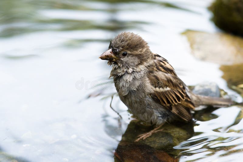 Brown Sparrow stock image. Image of outdoors, eminibey - 14743301