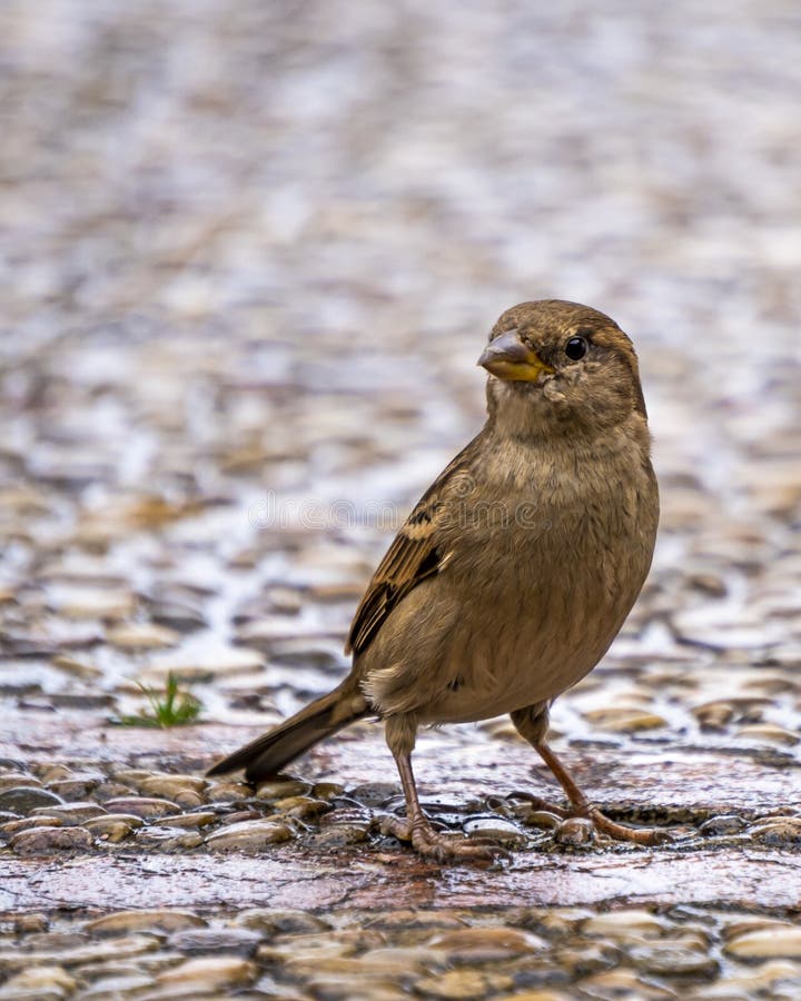 Brown Sparrow Sitting in the Ground Stock Photo - Image of close ...