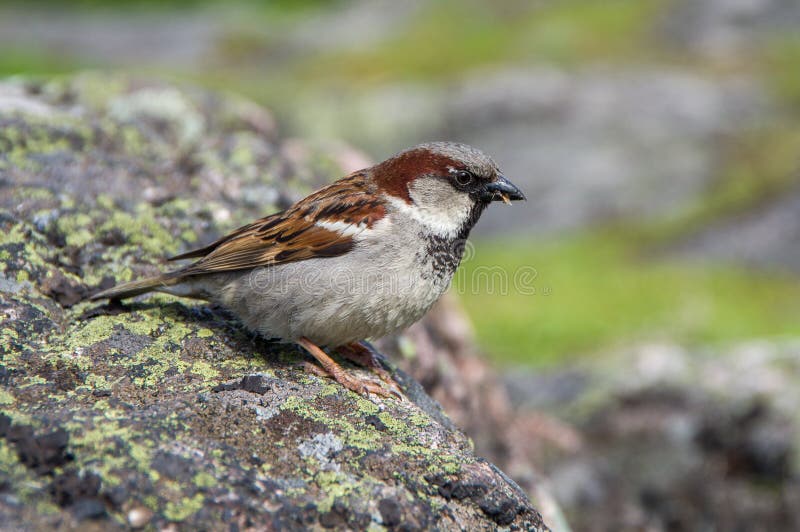 Brown Sparrow Sitting on a Stone Stock Image - Image of horizontal ...
