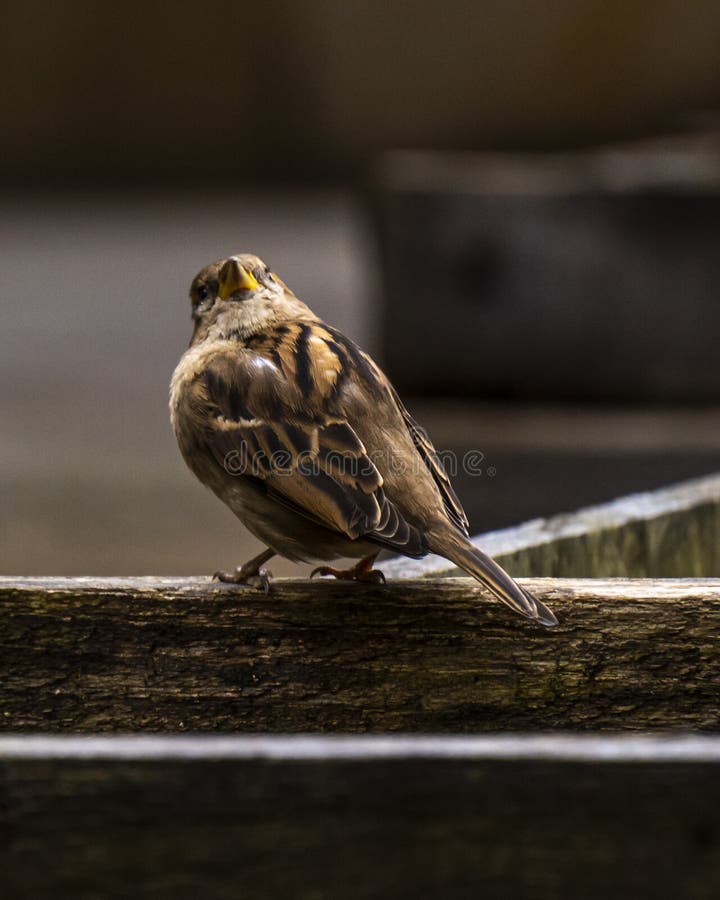 Brown Sparrow Sitting in a Wood Stock Image - Image of wildlife, wild ...