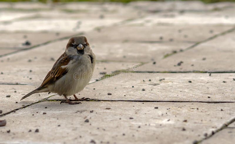 709 Sparrow Stands Stock Photos - Free & Royalty-Free Stock Photos from ...