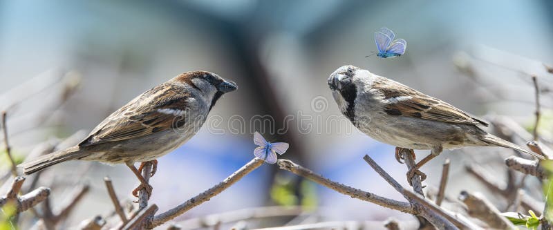 Brown Sparrows Sit on Branches with Green Leaves in Early Spring ...