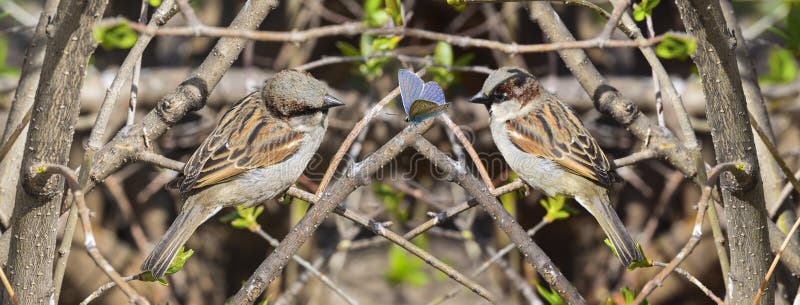 Brown Sparrows Sit on Branches with Green Leaves in Early Spring ...