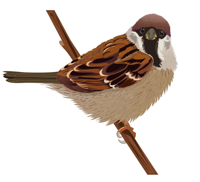 Spatz Stock Illustrationen, Vektoren, & Kliparts - 11,471 Stock ...